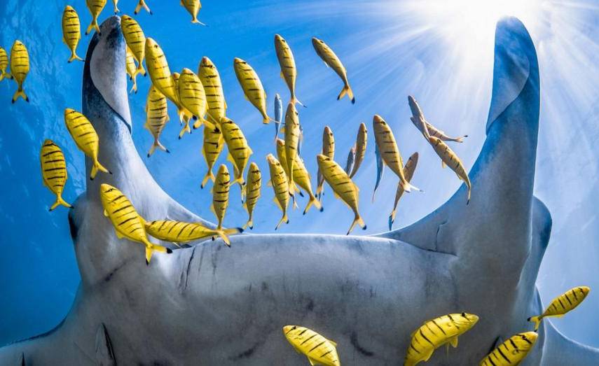 Panamá apoyará la meta de establecer el 30% de áreas protegidas en la ...