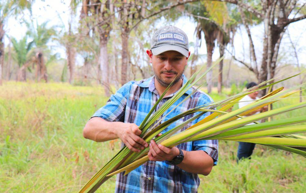 Legado generacional en el corte de palma real