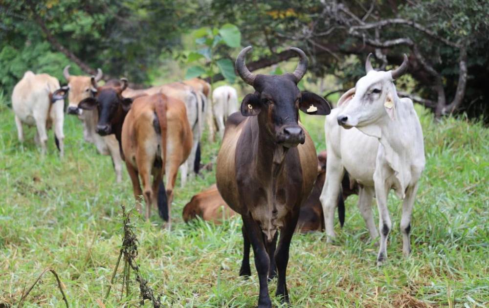 Liberarán moscas estériles en Panamá Oeste, Herrera y Veraguas para ...