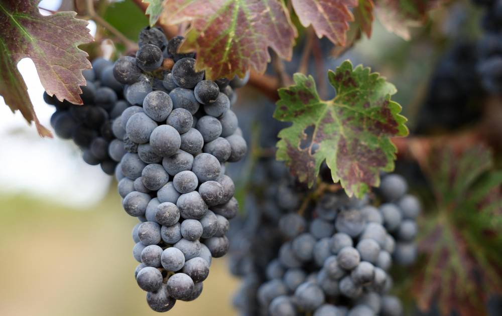 Viticultores de California abandonan viñedos asfixiados por costos y ...