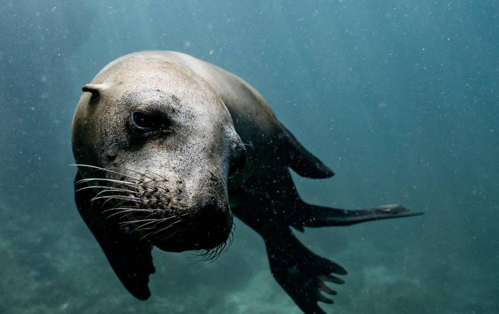 Las focas tienen sentido del ritmo, revela estudio