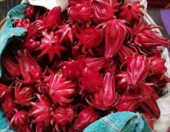 Promueven consumo y comercialización del saril en Chiriquí