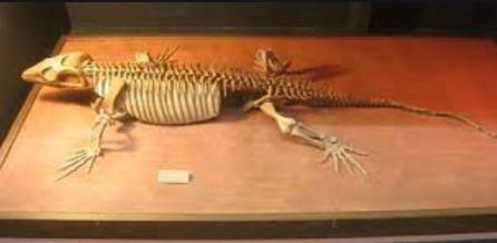 Vertebrados protegían a sus crías hace mas de 300 millones de años