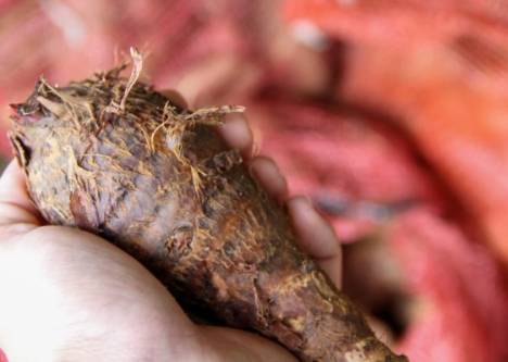 Otoe, rico en fibras