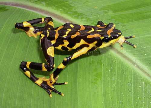 Liberan 500 ranas en peligro de extinción como parte de un ensayo en Panamá