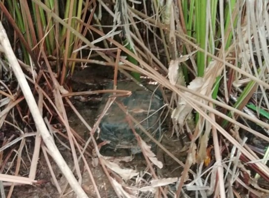 El Senan Incauta 100 Paquetes De Supuesta Droga