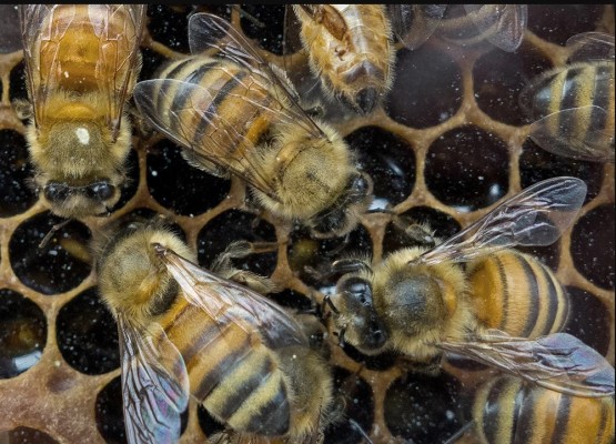 Más de 3,500 ataques de abejas africanizadas durante este año