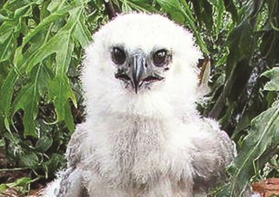 Monitorean comportamiento de pichón de águila harpía Otto