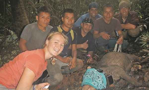 Puerco de monte con radio-collar