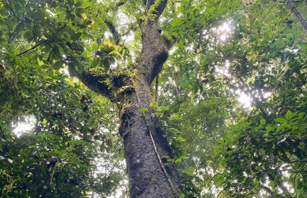 Fundación Ancón alerta sobre delito ecológico en reserva forestal de Darién