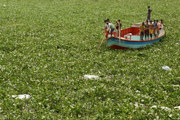 La plaga del camalote en la laguna de Lagos, la ciudad más grande de África