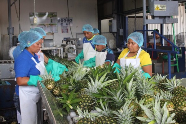 Panamá impulsará sus exportaciones con oficina agro comercial en Holanda