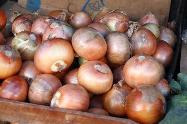 Primeros 30 mil quintales de cebolla importada están en el país