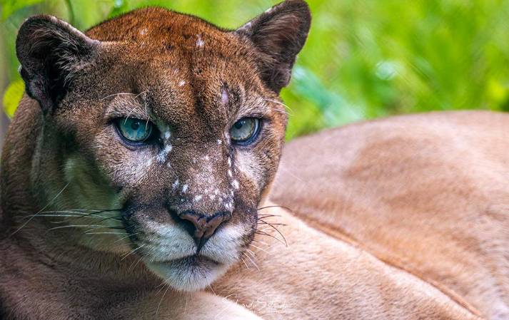 El notable rescate de Baruma: un puma que recupera la esperanza en Panamá