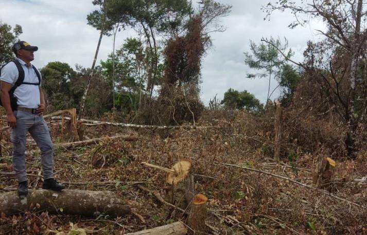 Detectan deforestación en área de nacimiento del Río Cacao