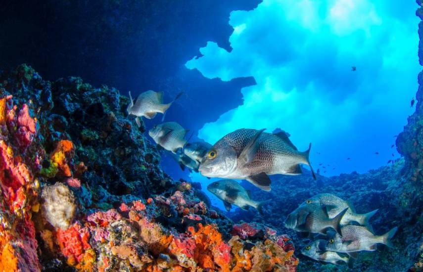 Panamá lidera lucha por la biodiversidad