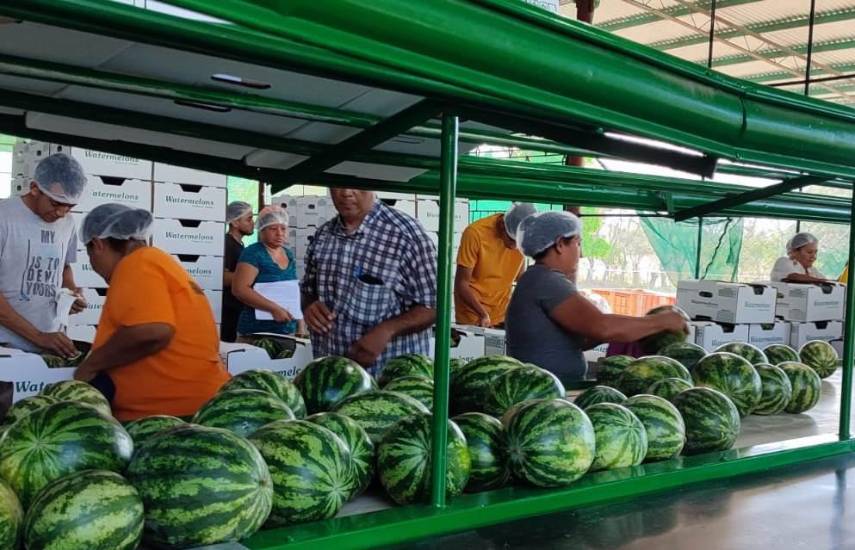 Empresa panameña envía 1,200 cajas de sandía al mercado europeo