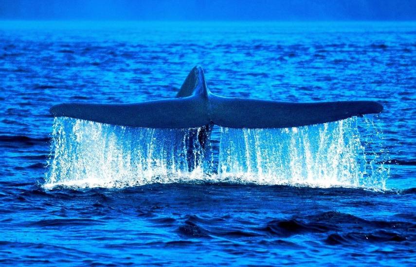 Las ballenas azules