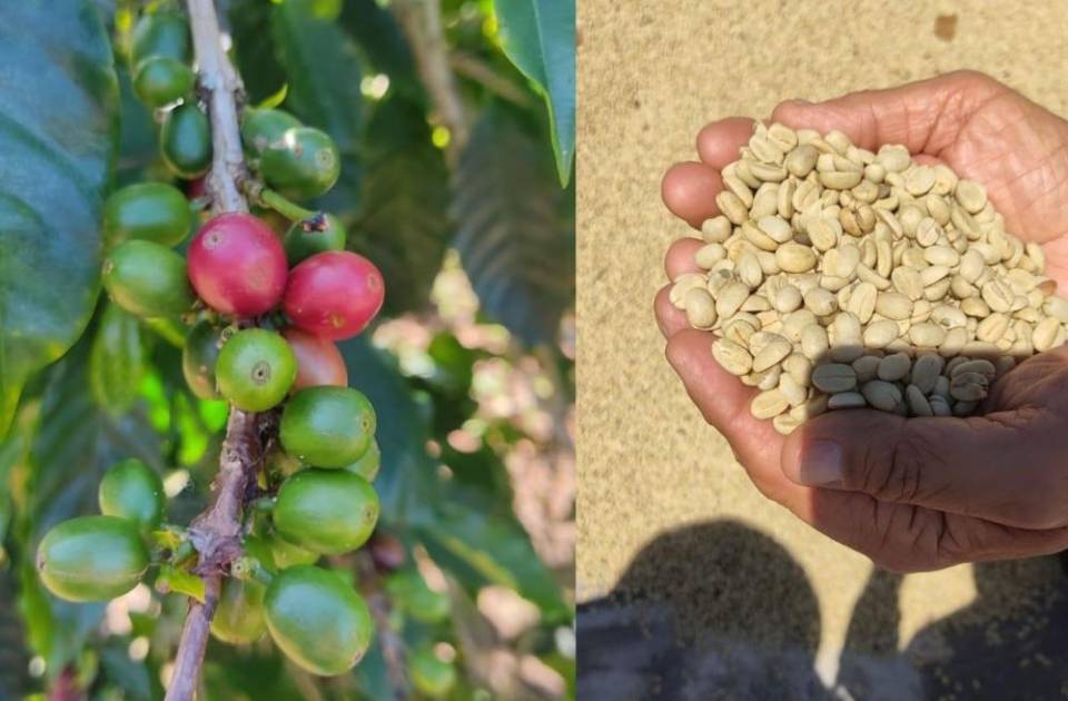 UTP estudiará el perfil químico de los aromas y sabores del café panameño