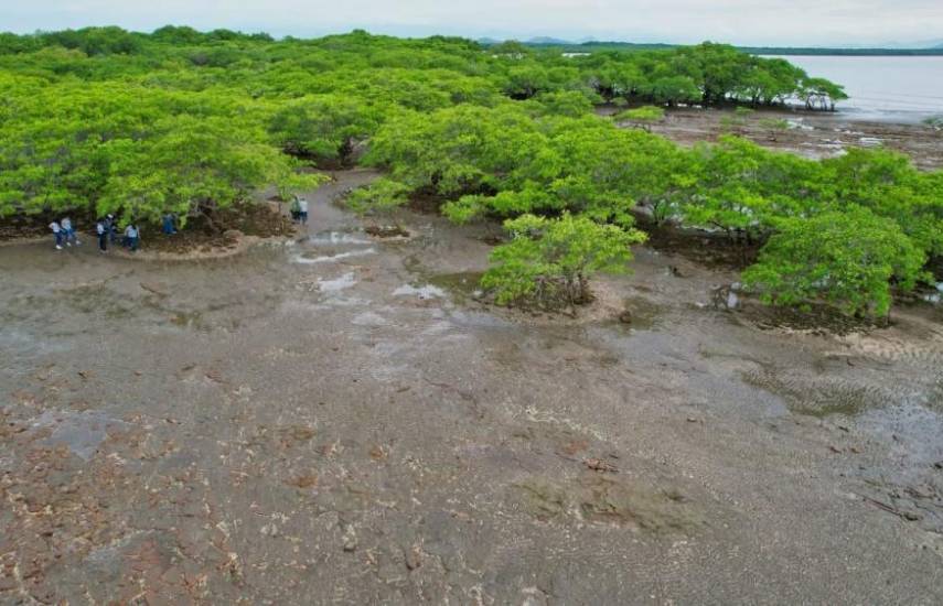 MiAmbiente: No se ha registrado una disminución en las zonas de manglar de la provincia de Panamá